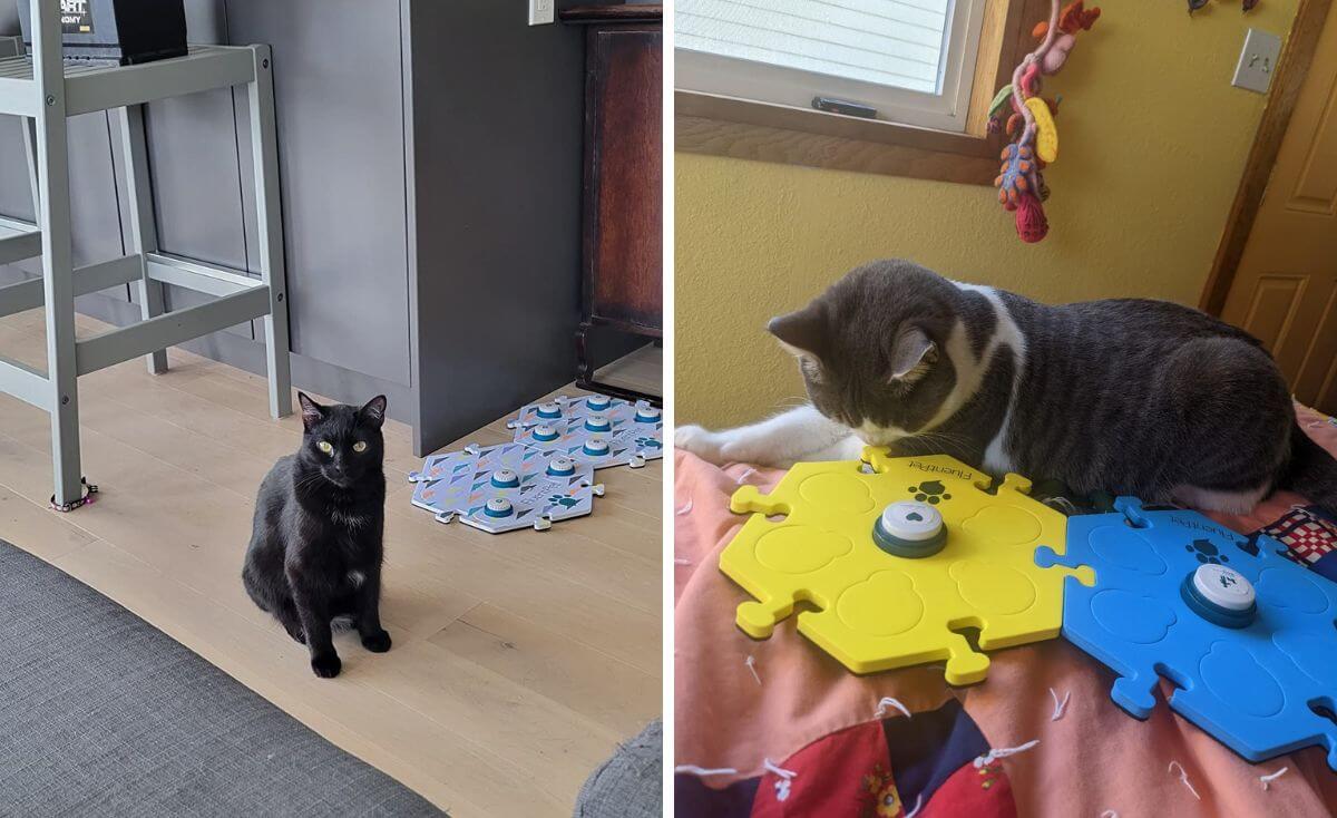 The Amazing Benefits of Learning Through Fluent Pet: Become a Better ...